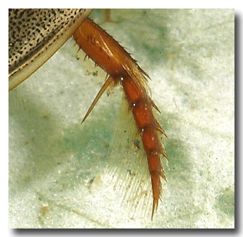 Dytiscidae: Hydaticus (Guignotites) leander , Natura Mediterraneo ...