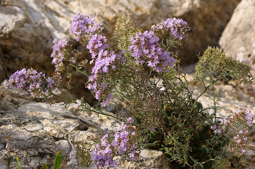 Limonium cordatum/Limonio ligure , Natura Mediterraneo | Forum ...