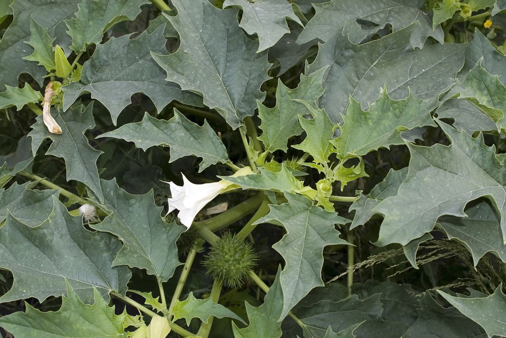 Datura stramonium / Stramonio comune , Natura Mediterraneo | Forum ...