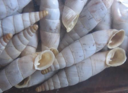 Quale specie (Clausilia) ??? , Natura Mediterraneo | Forum Naturalistico