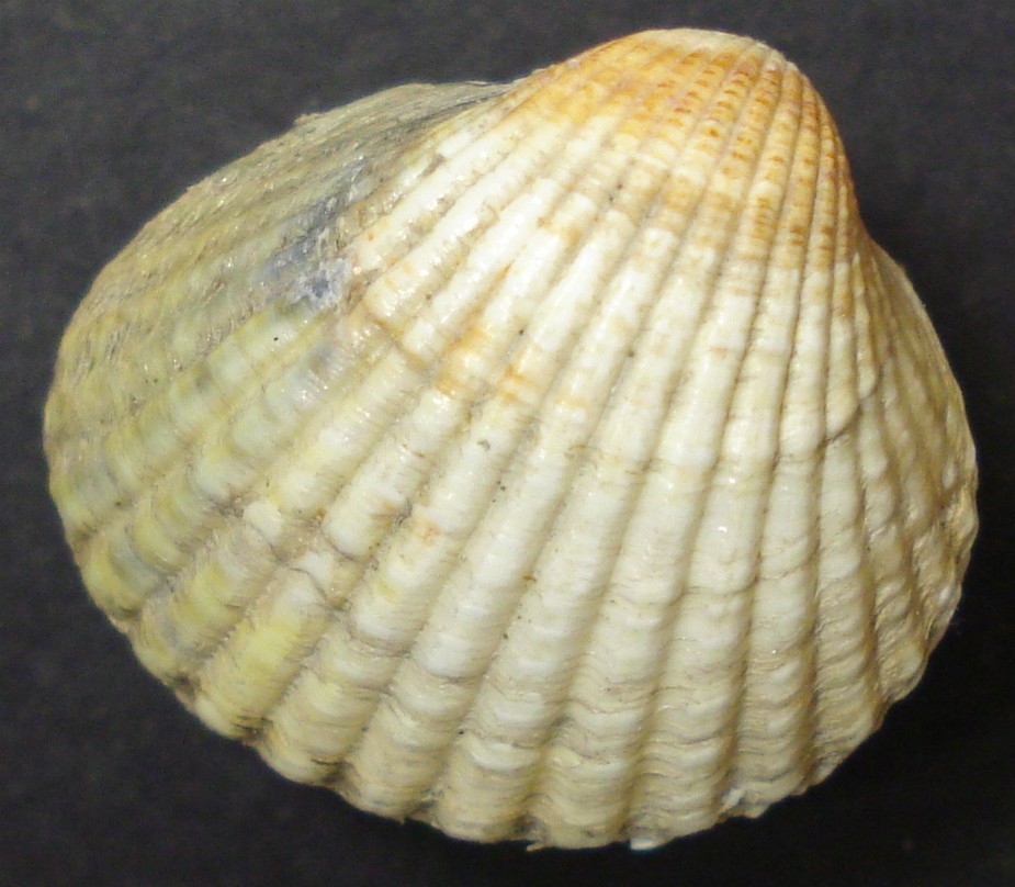 Cerastoderma , Natura Mediterraneo | Forum Naturalistico