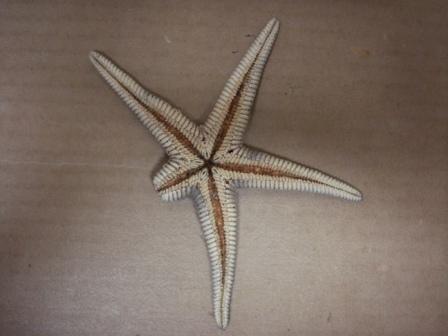 Astropecten sp. - esemplari spiaggiati , Natura Mediterraneo | Forum ...