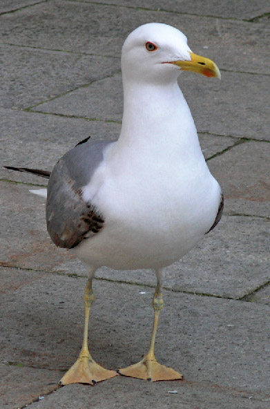 DISCUTIAMO DI......GABBIANI! , Natura Mediterraneo | Forum Naturalistico