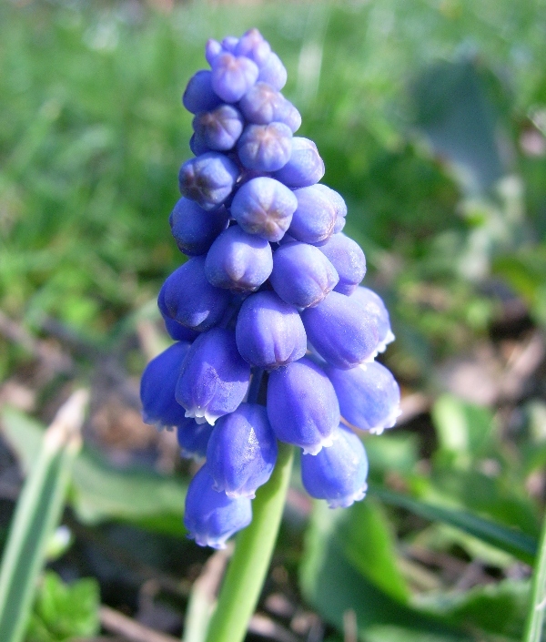Muscari botryoides , Natura Mediterraneo | Forum Naturalistico