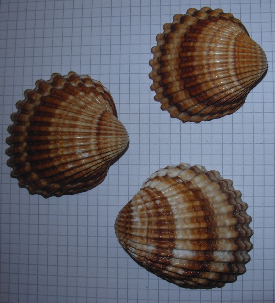 Cardium? , Natura Mediterraneo | Forum Naturalistico