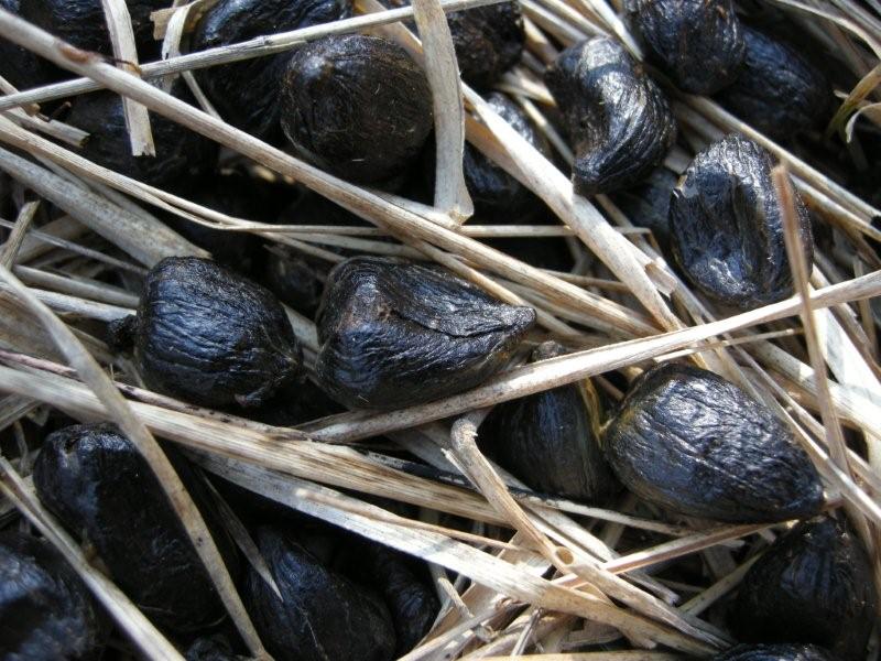 differenza fatte cervo , Natura Mediterraneo | Forum Naturalistico