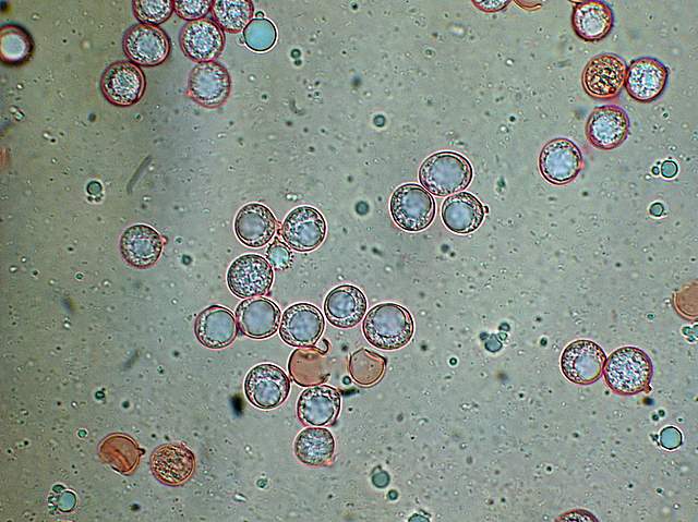 Amanita battarrae (Boud.) Bon , Natura Mediterraneo | Forum Naturalistico