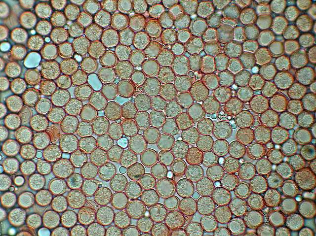 Amanita battarrae (Boud.) Bon , Natura Mediterraneo | Forum Naturalistico