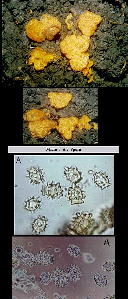 Stephanospora caroticolor ( Berkeley ) Patouillard , Natura ...