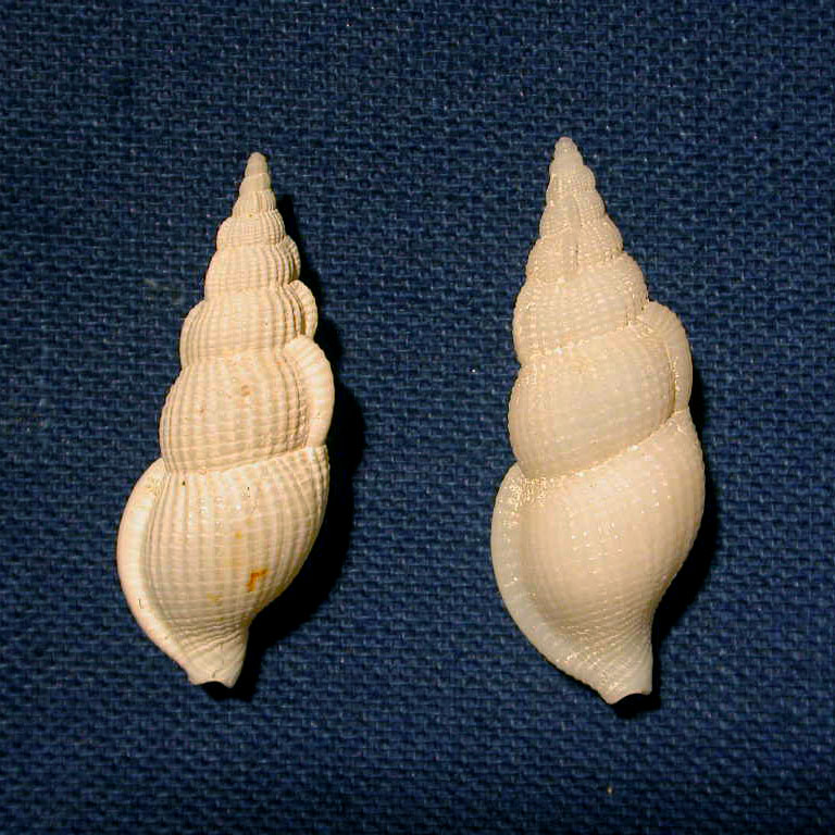 colubraria sp. , Natura Mediterraneo | Forum Naturalistico