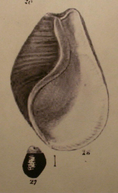 Scaphander .... che stress !!!!! , Natura Mediterraneo | Forum ...