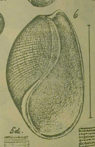 Scaphander .... che stress !!!!! , Natura Mediterraneo | Forum ...
