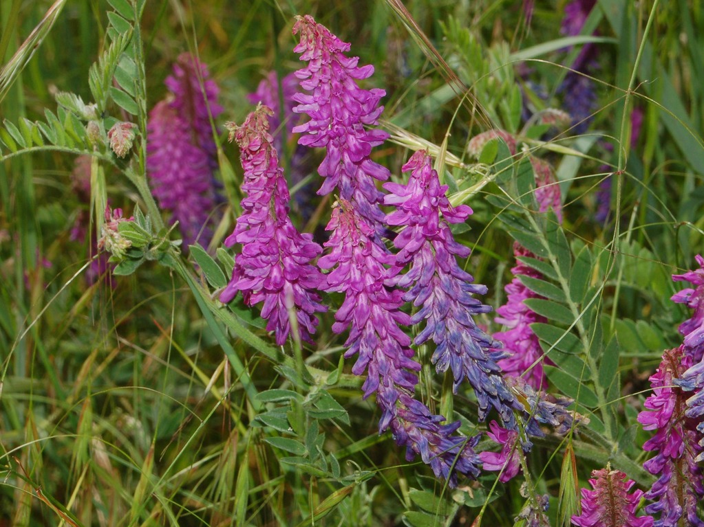 Vicia cracca / Veccia montanina , Natura Mediterraneo | Forum Naturalistico