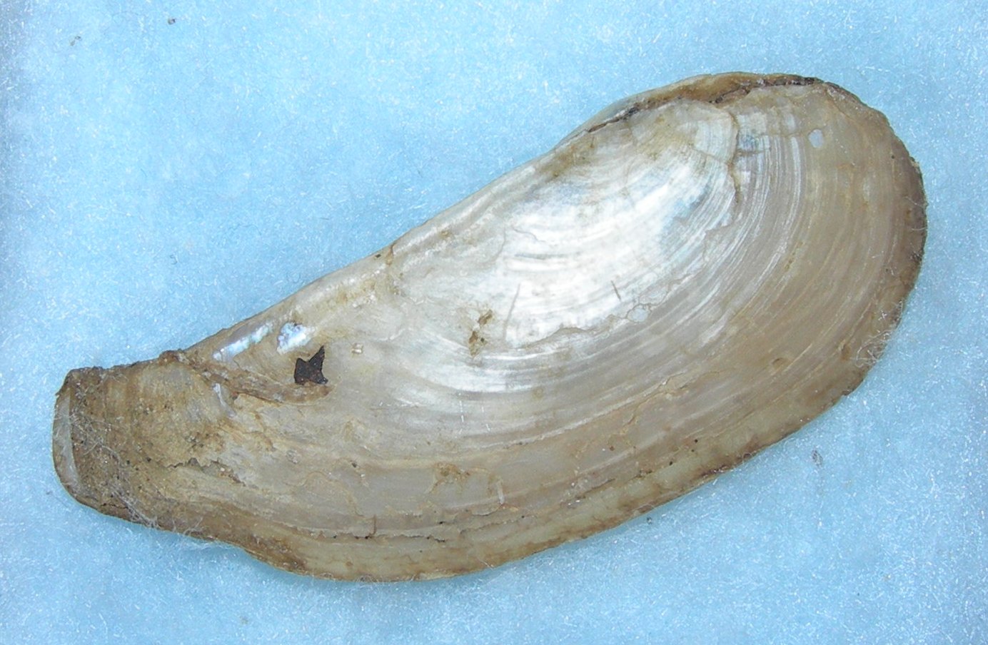 Aiuto determinazione Pandora , Natura Mediterraneo | Forum Naturalistico