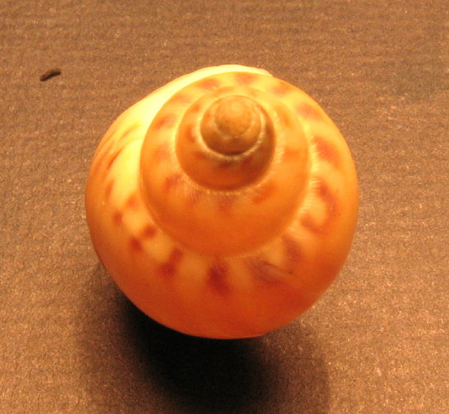 Nassarius mutabilis? , Natura Mediterraneo | Forum Naturalistico