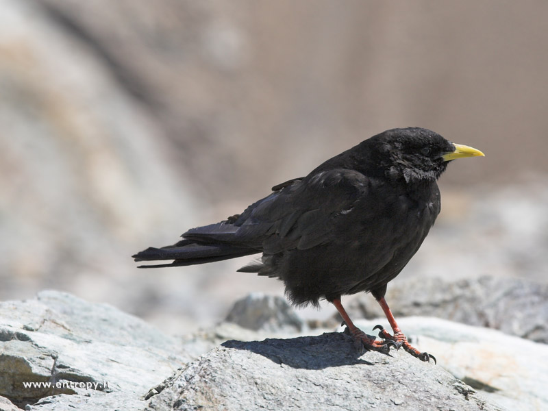 Gracchi alpini , Natura Mediterraneo | Forum Naturalistico
