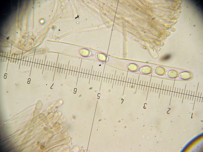 Helvella atra , Natura Mediterraneo | Forum Naturalistico