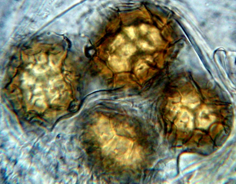 Tuber excavatum Vittadini , Natura Mediterraneo | Forum Naturalistico