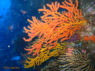 gorgonie , Natura Mediterraneo | Forum Naturalistico