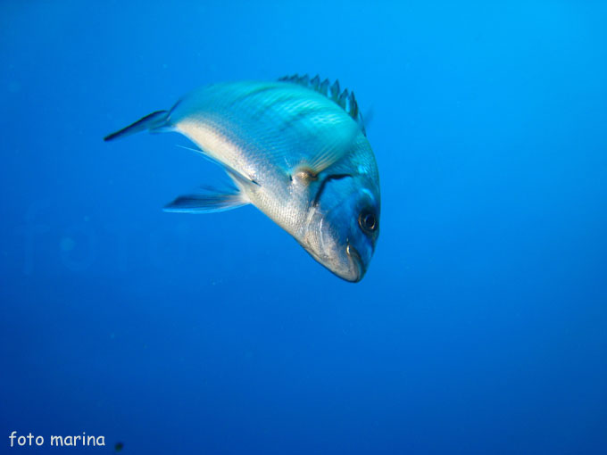 Saraghi e cernie varie dalla Tunisia , Natura Mediterraneo | Forum ...