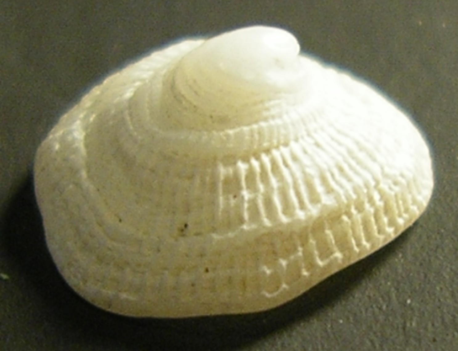 Trimusculus mamillaris , Natura Mediterraneo | Forum Naturalistico