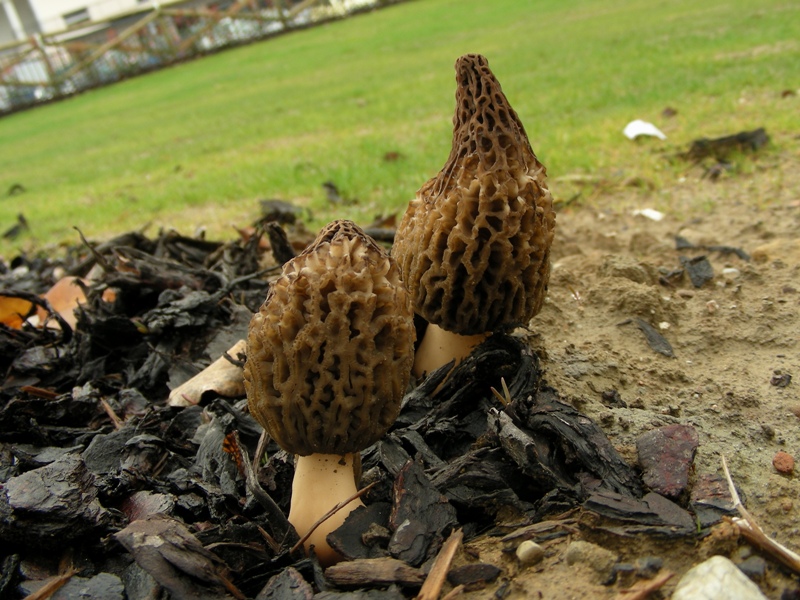 Le seconde morchelle del 2008 , Natura Mediterraneo | Forum Naturalistico