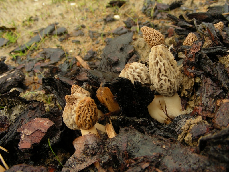 Le seconde morchelle del 2008 , Natura Mediterraneo | Forum Naturalistico