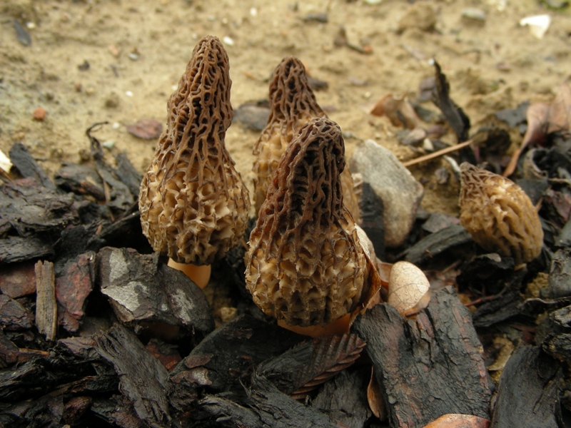 Le seconde morchelle del 2008 , Natura Mediterraneo | Forum Naturalistico