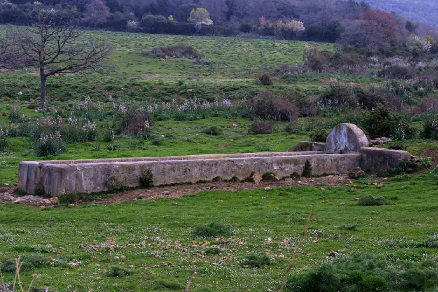 Fontanili del Lazio , Natura Mediterraneo | Forum Naturalistico