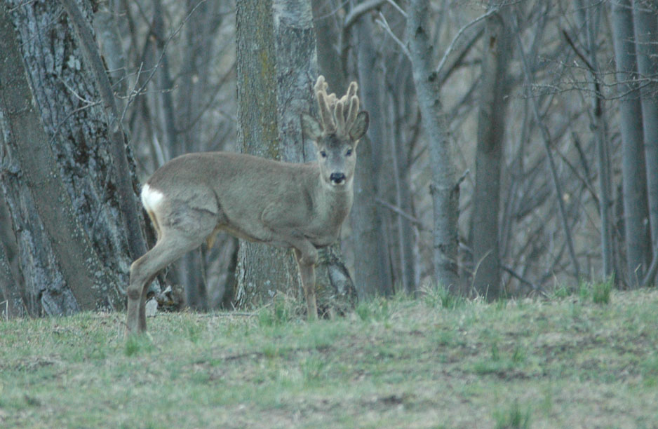 Il Capriolo , Natura Mediterraneo | Forum Naturalistico