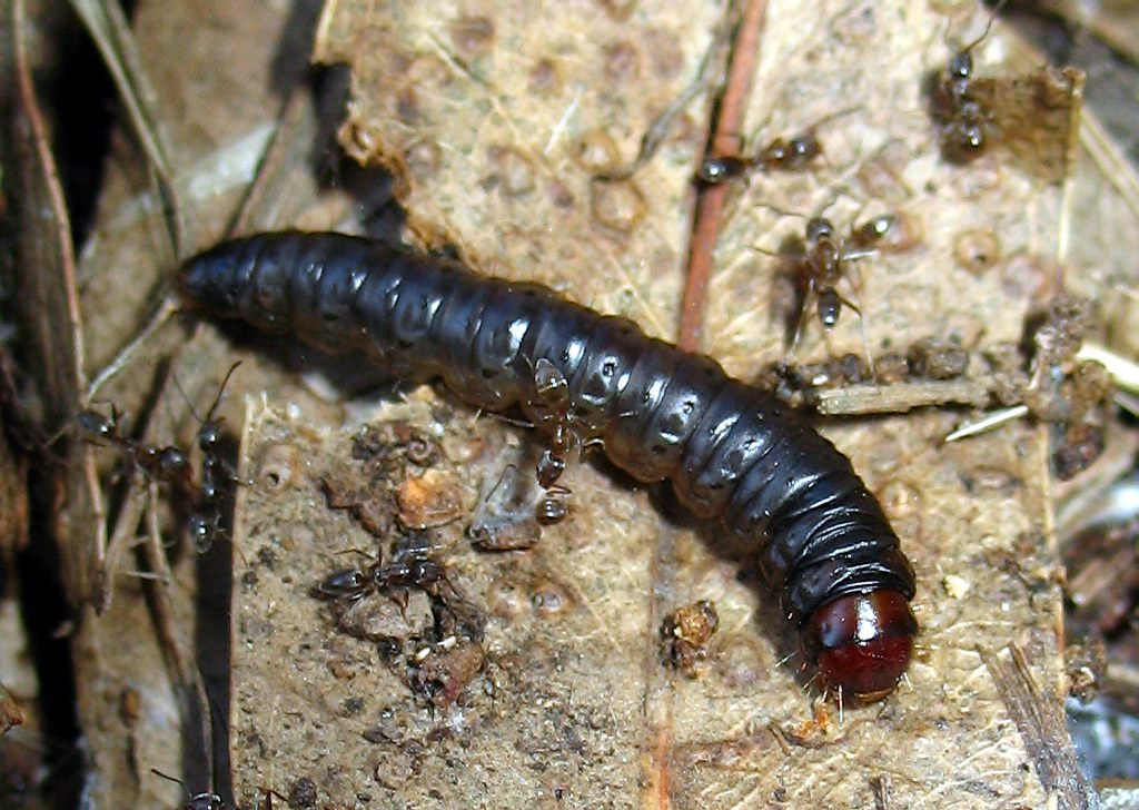 Bruco di??? , Natura Mediterraneo | Forum Naturalistico