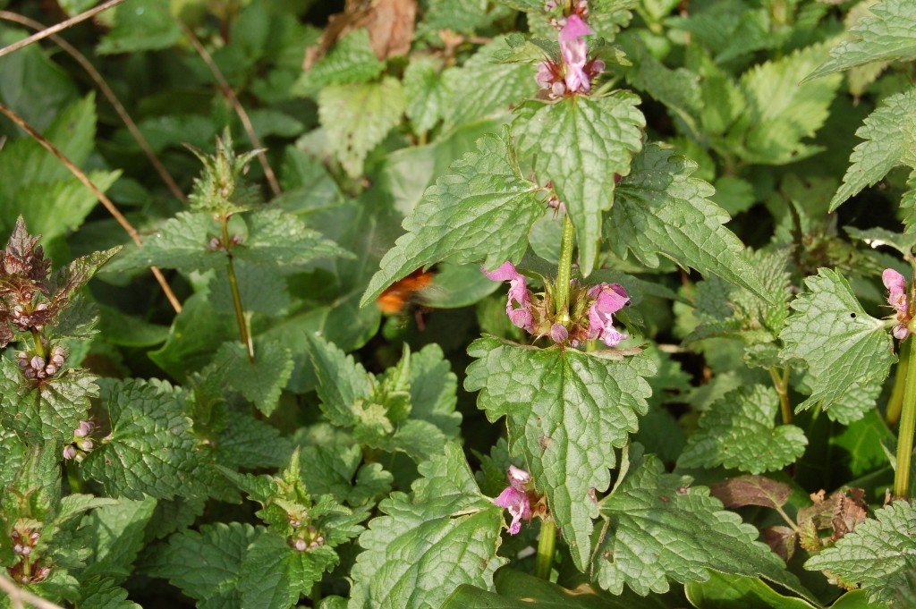 Scoprendo gli "erbi boni". , Natura Mediterraneo | Forum Naturalistico