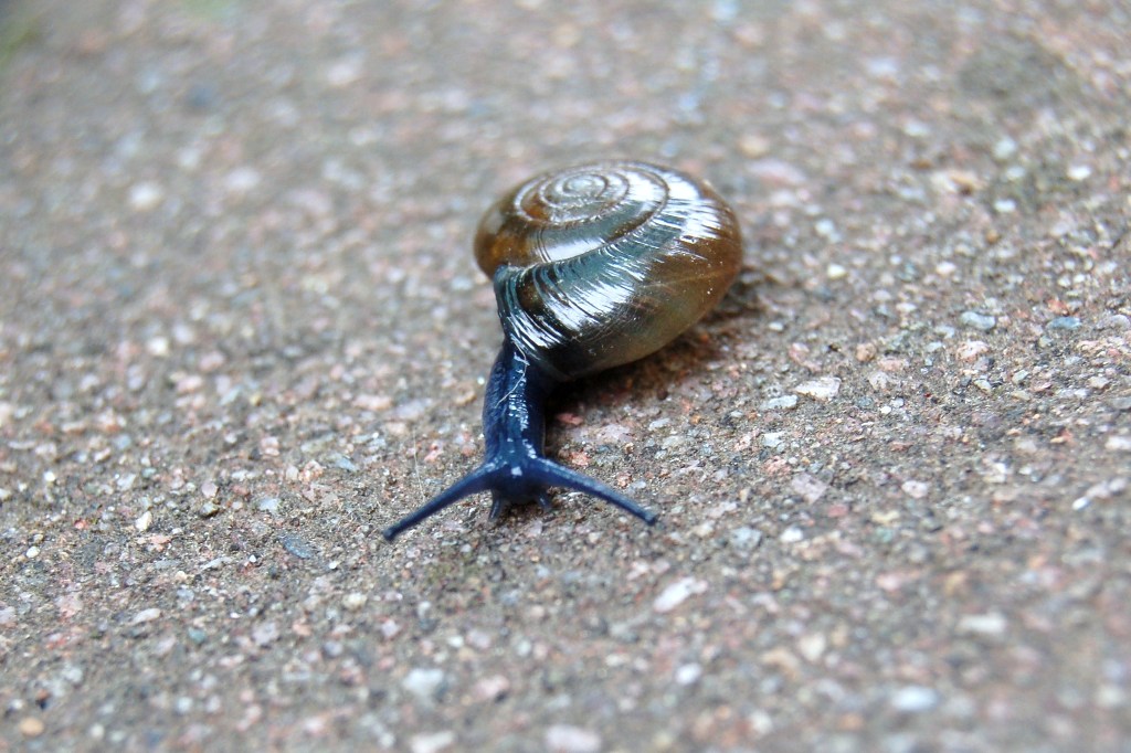Lumachina blu. , Natura Mediterraneo | Forum Naturalistico