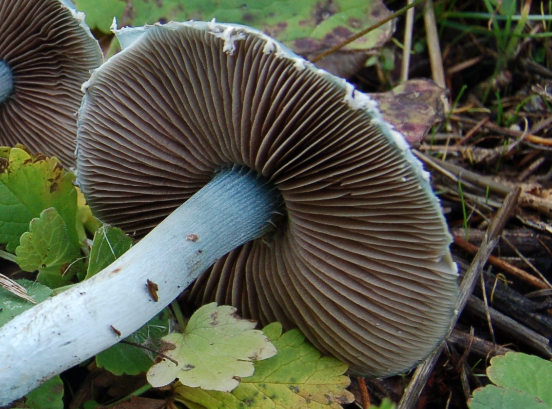 Stropharia caerulea , Natura Mediterraneo | Forum Naturalistico