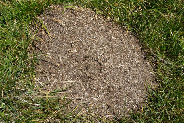 Formica rufa con formicaio? , Natura Mediterraneo | Forum Naturalistico