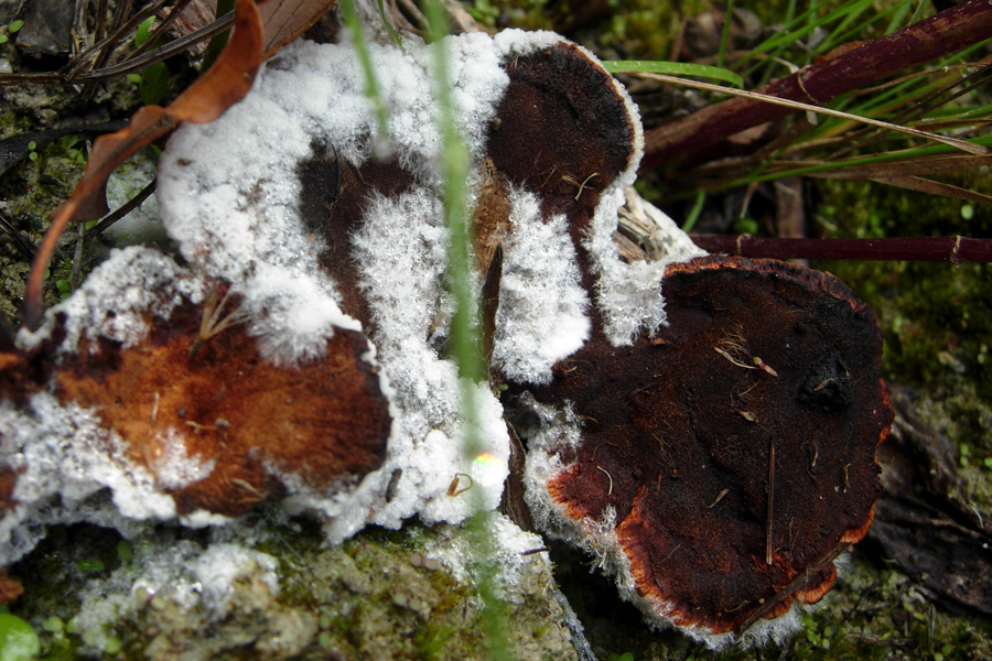 Muffa con fungo , Natura Mediterraneo | Forum Naturalistico