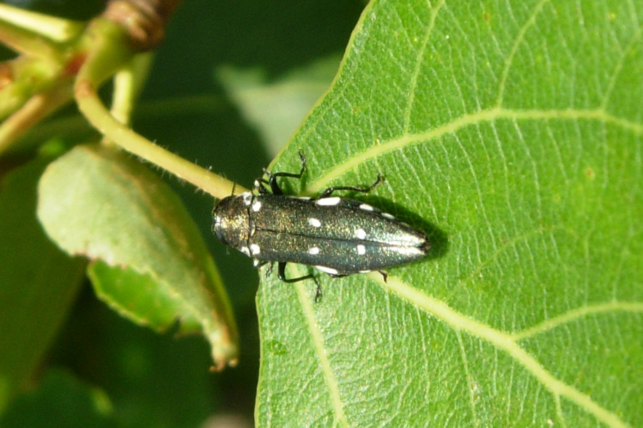 Agrilus ater (Linnaeus, 1767) (Col., Buprestidae) , Natura Mediterraneo ...