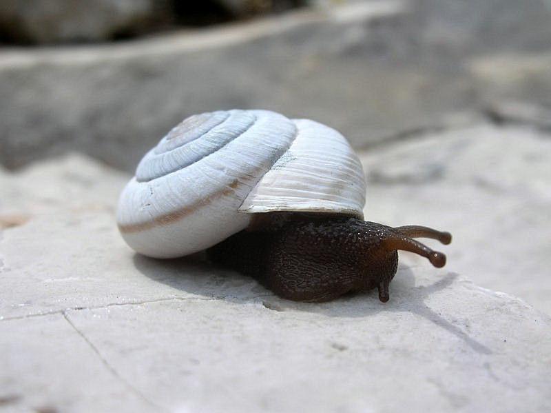 Chilostoma (Chilostoma) cingulatum hermesianum (Pini, 1874) , Natura ...