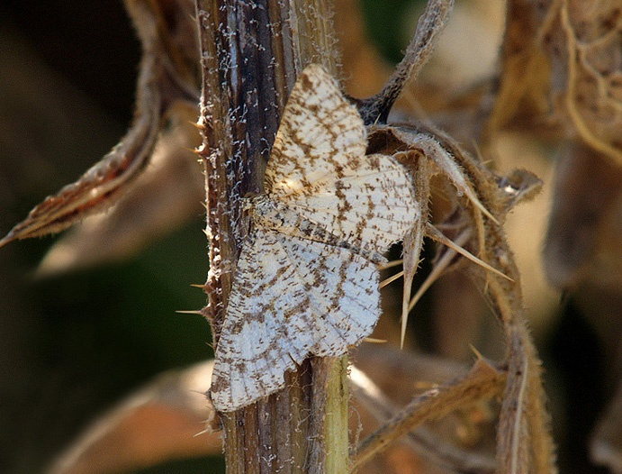 Heliotis peltigera , Peribatodes romboidaria , Natura Mediterraneo ...
