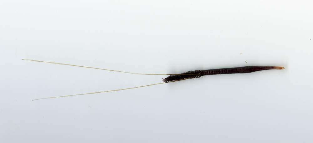 Copepode parassita Pennella sp. , Natura Mediterraneo | Forum Naturalistico