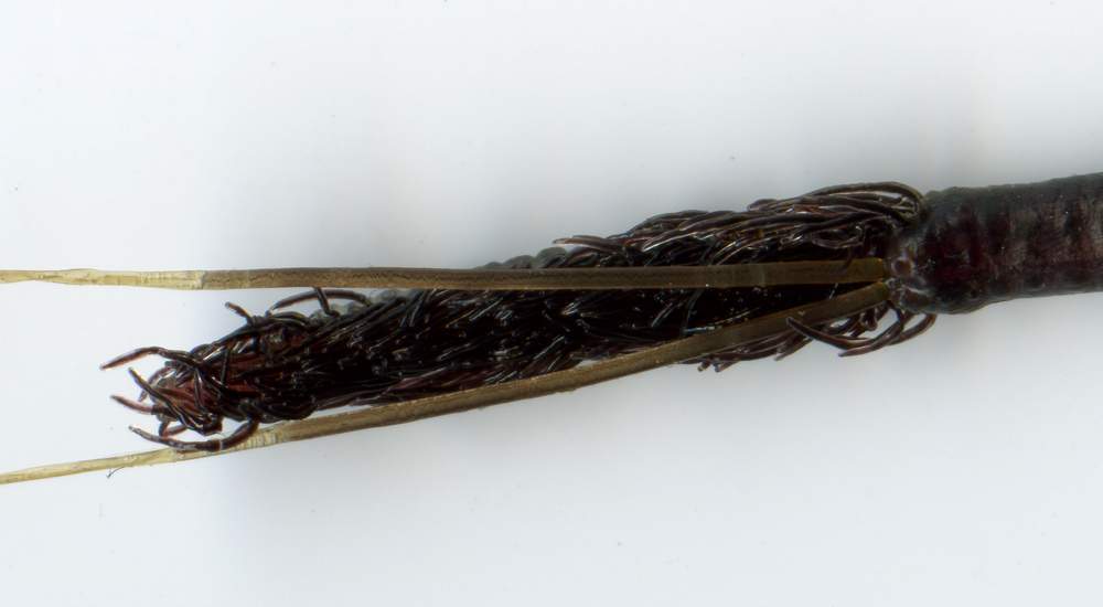 Copepode parassita Pennella sp. , Natura Mediterraneo | Forum Naturalistico