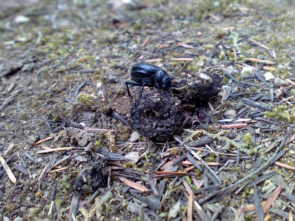 Identificazione Pimelia , Natura Mediterraneo | Forum Naturalistico