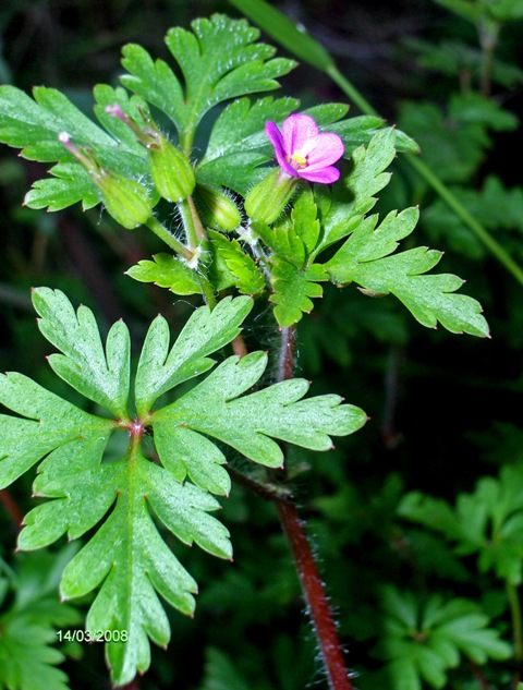 Geranium purpureum / Geranio purpureo , Natura Mediterraneo | Forum ...