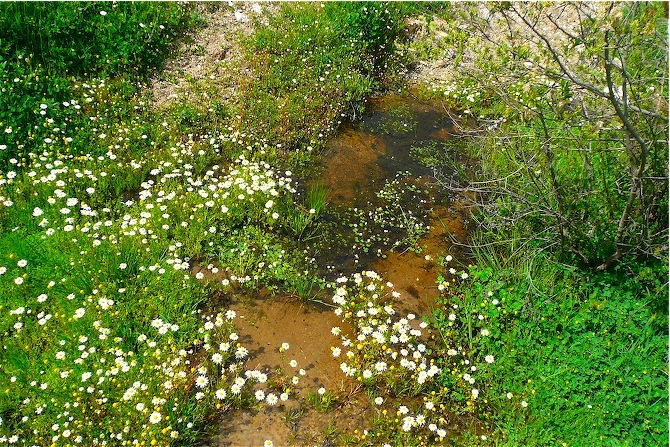 Uova di rospo smeraldino , Natura Mediterraneo | Forum Naturalistico
