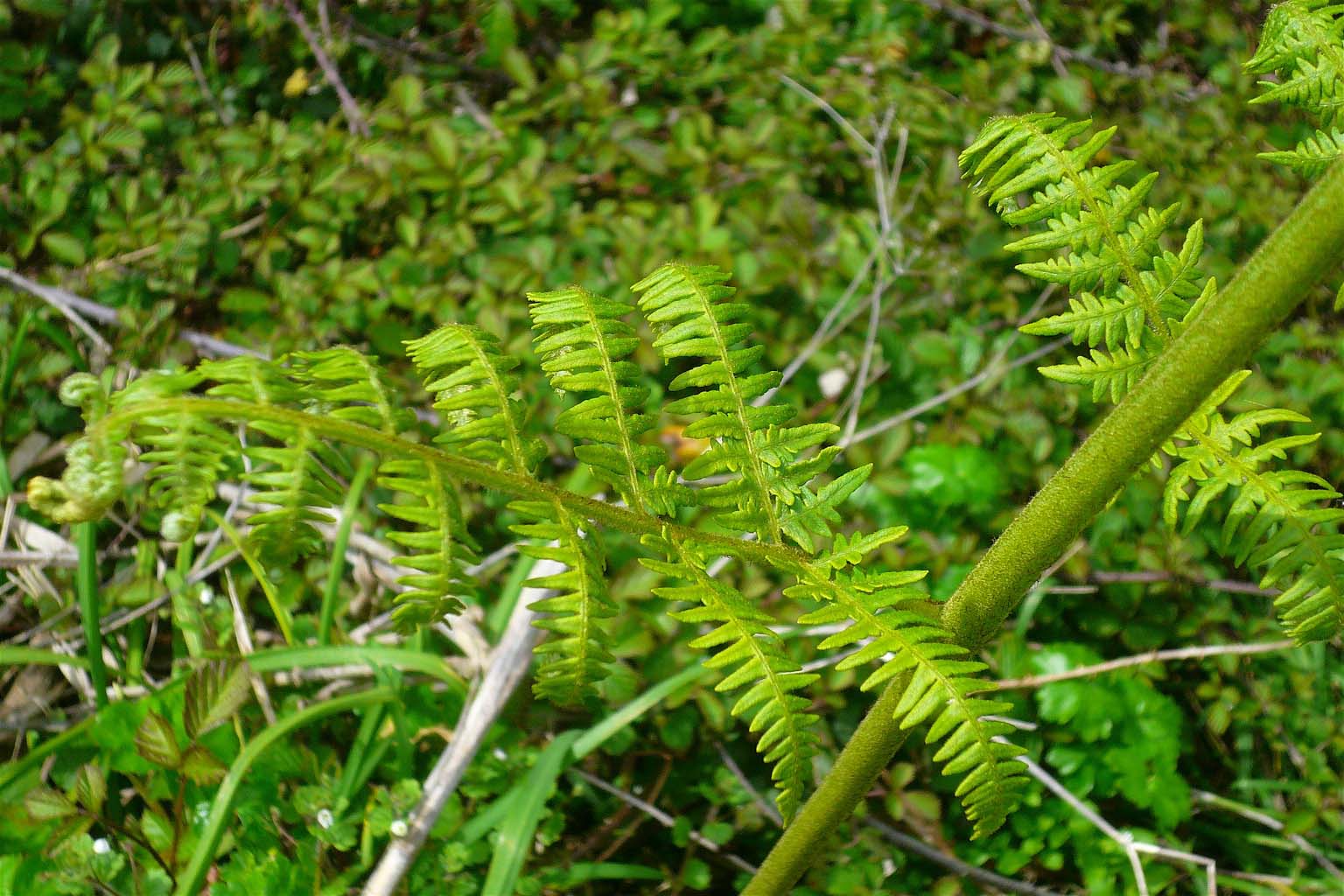 Pteridium aquilinum , Natura Mediterraneo | Forum Naturalistico