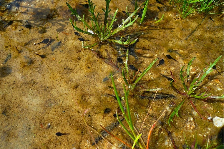 Uova di rospo smeraldino , Natura Mediterraneo | Forum Naturalistico