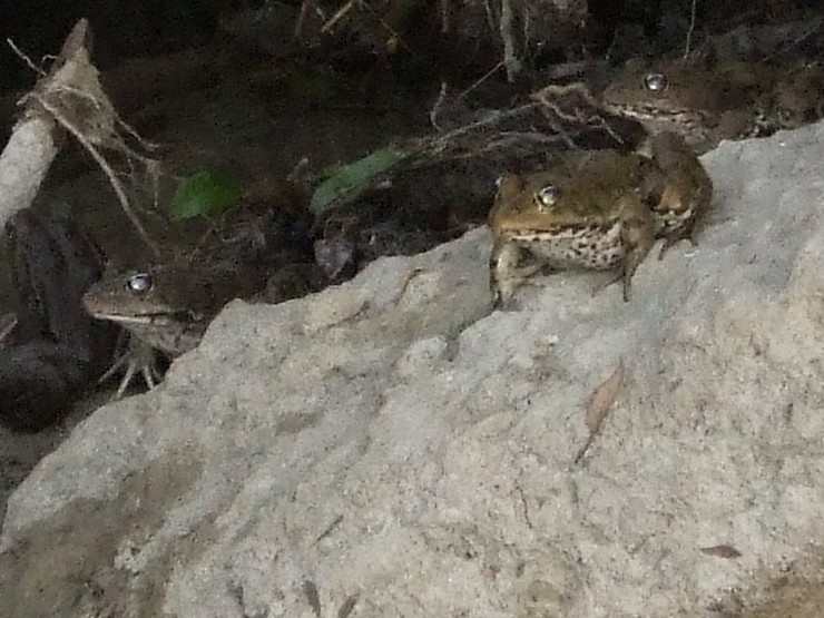 Anuri - Pelophylax sp. , Natura Mediterraneo | Forum Naturalistico