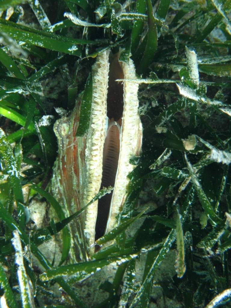 Pinna nobilis , Natura Mediterraneo | Forum Naturalistico