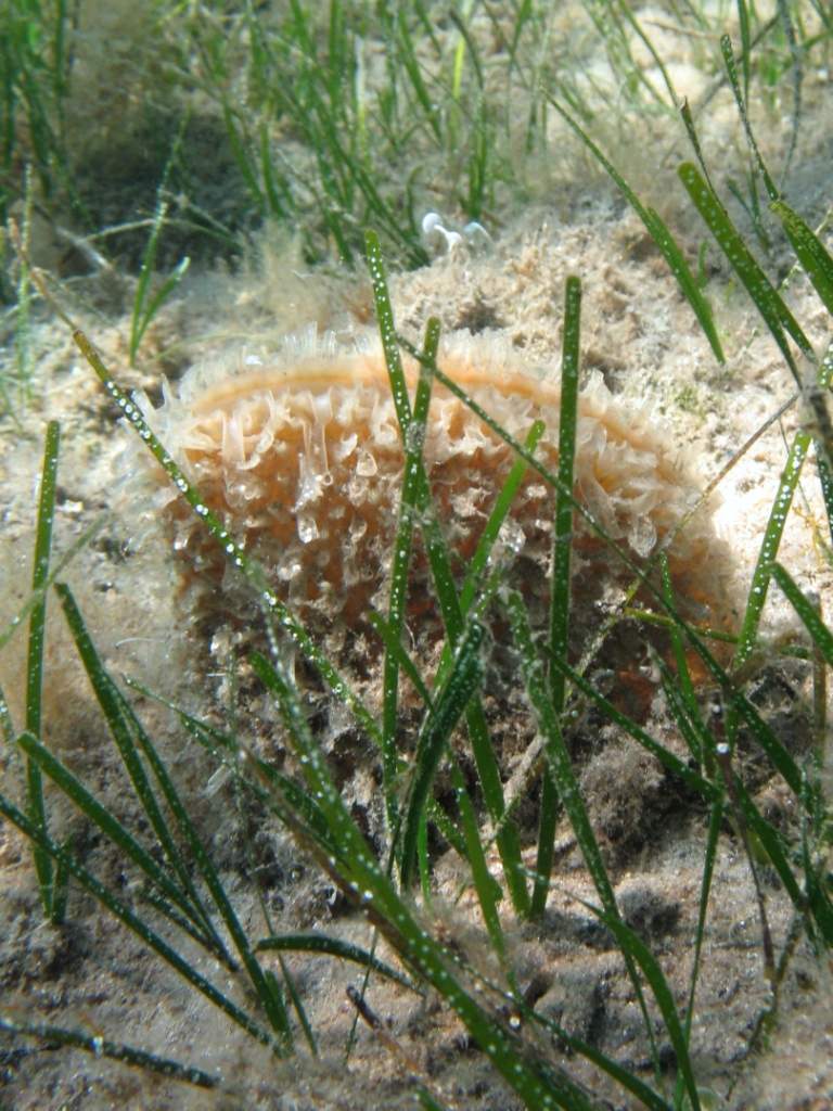 Pinna nobilis , Natura Mediterraneo | Forum Naturalistico