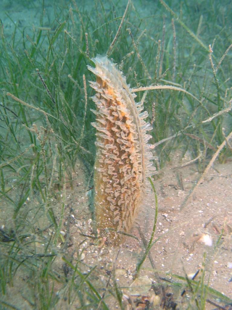 Pinna nobilis , Natura Mediterraneo | Forum Naturalistico
